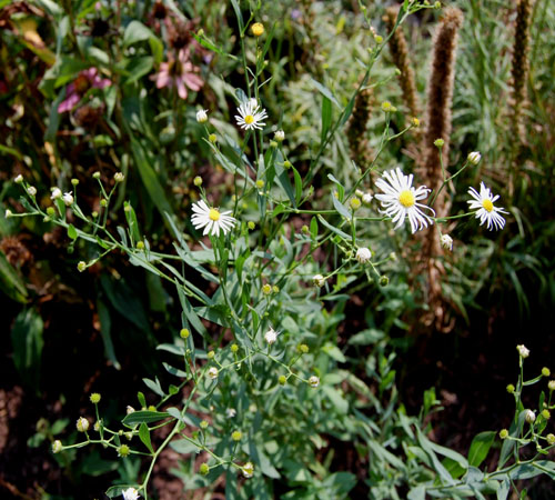 Plant of the Day: Boltonia! | Cait's Garden